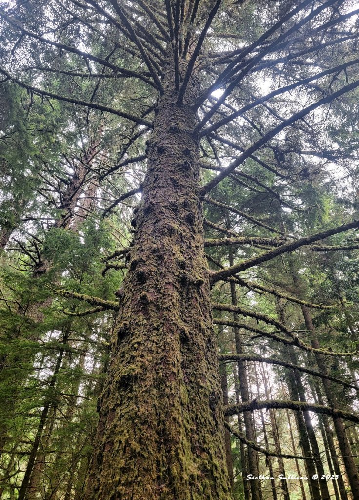 Sitka spruce at Fort Clatsop: TTL - bend branches