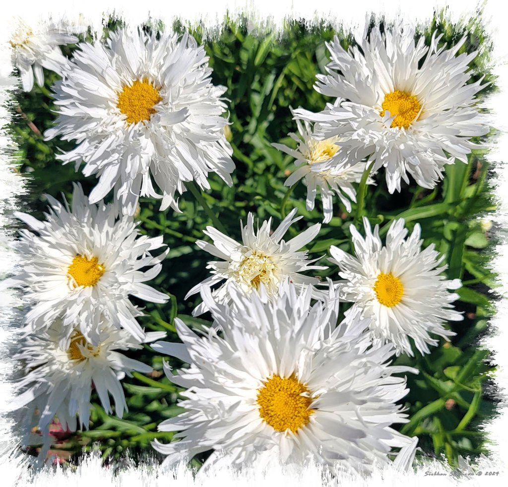 Crazy daisies: Friday Flowers - bend branches