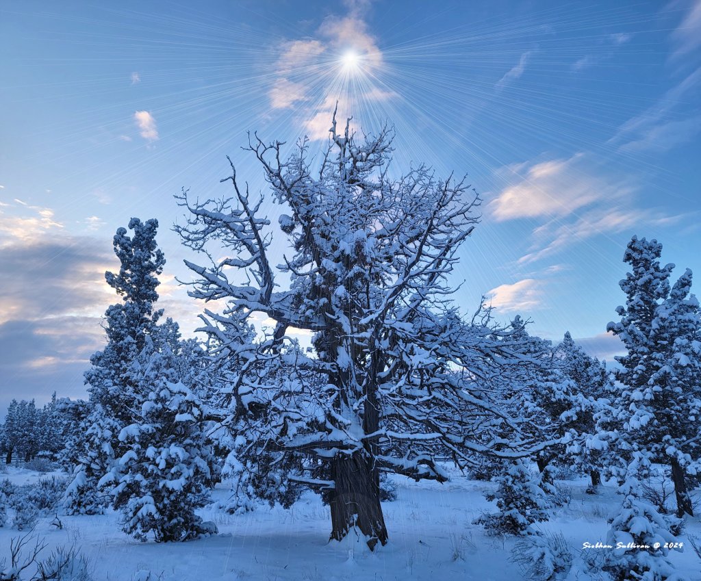 In the moments before dawn poem: WWP & WIL - bend branches