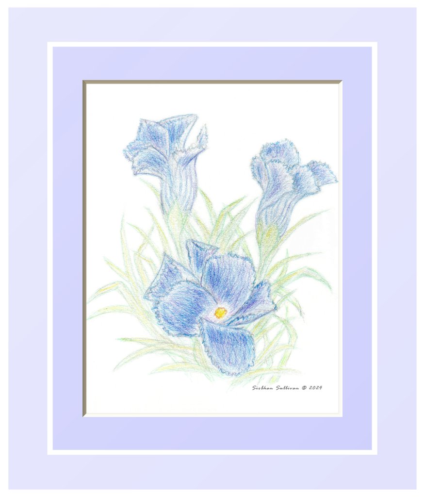 Fringed gentian drawing & photo: FFA & FOTD - bend branches