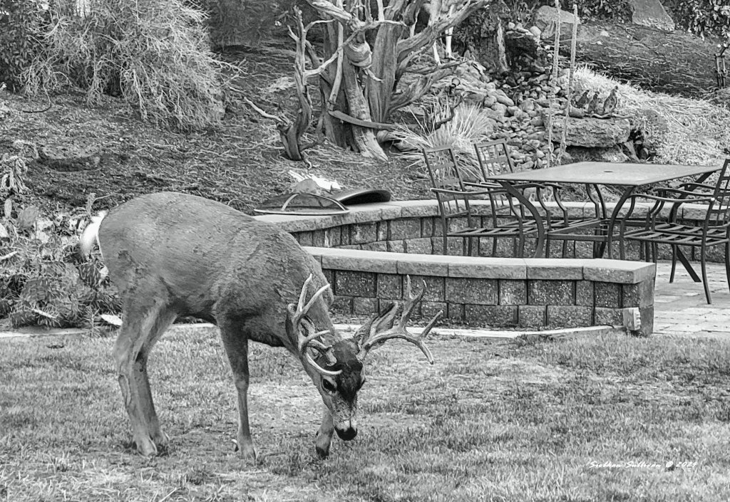 Backyard buck: Monochrome Monday - bend branches