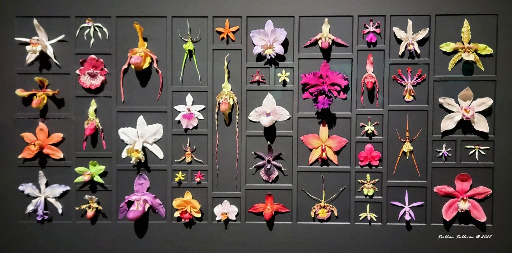 Orchids as Art: Friday Flowers - bend branches