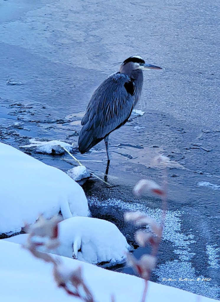 A chilly heron: Birds of the Week - bend branches