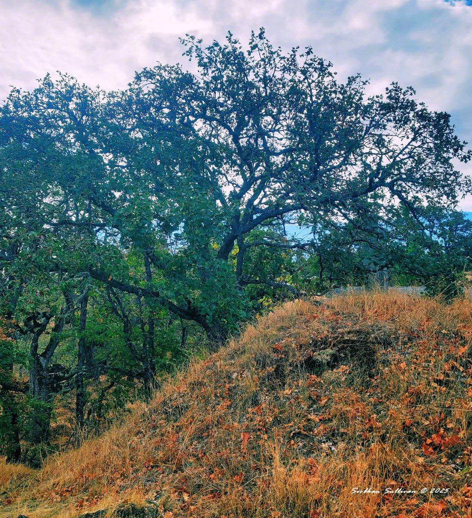 Garry oak near the Columbia: TTL - bend branches
