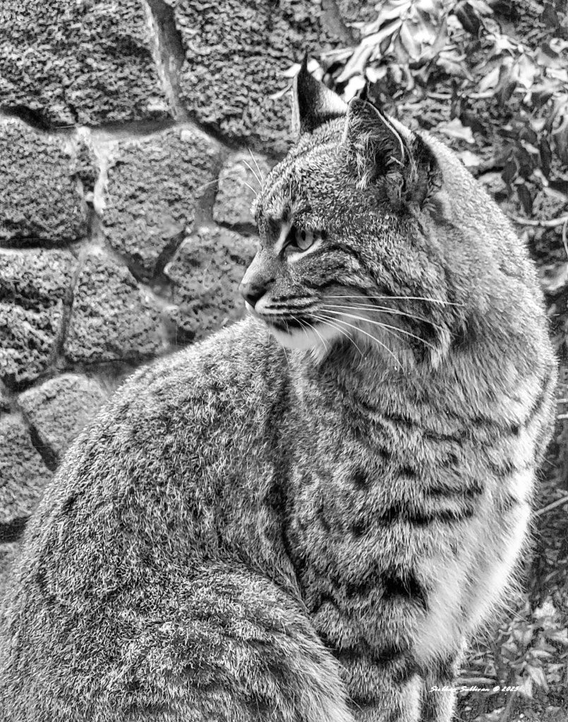 Bobcat in black and white: Monochrome Monday - bend branches