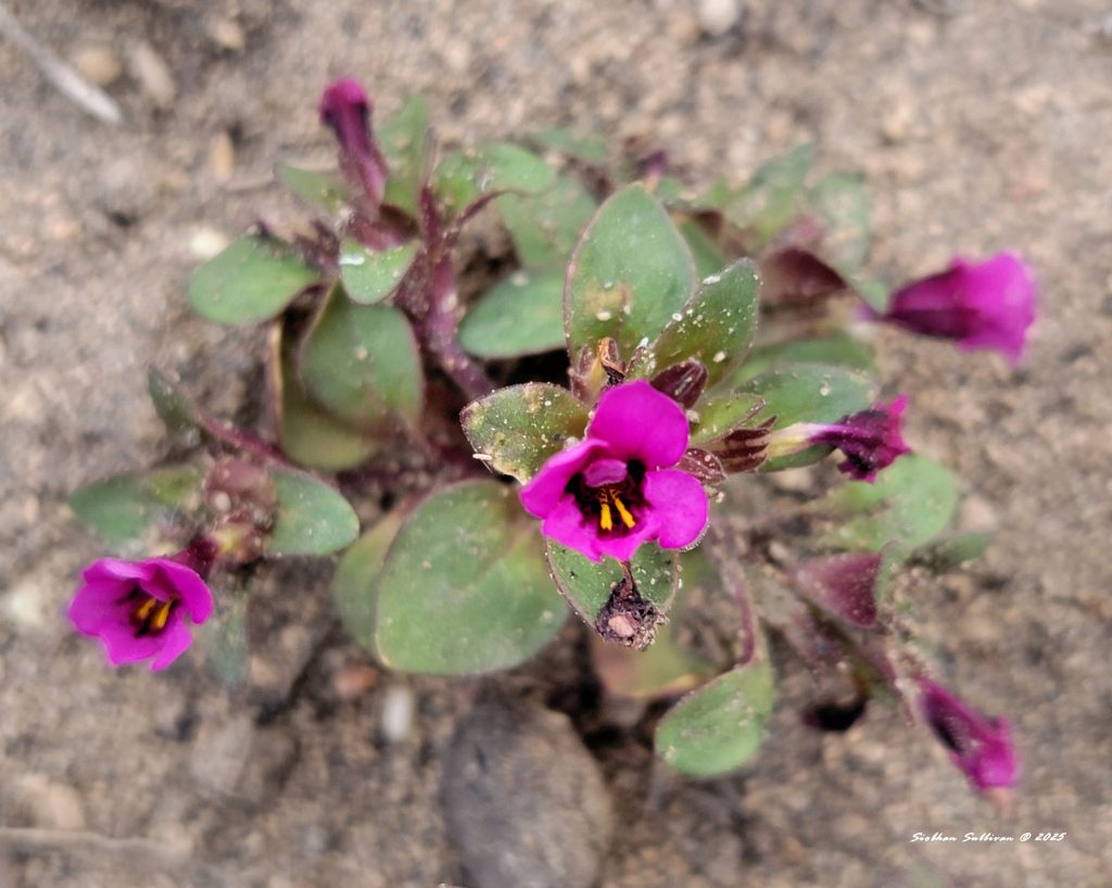 Dwarf purple monkeyflower up close: MM - bend branches