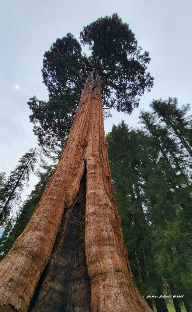 Sentinel standing watch: ST & OWS - bend branches