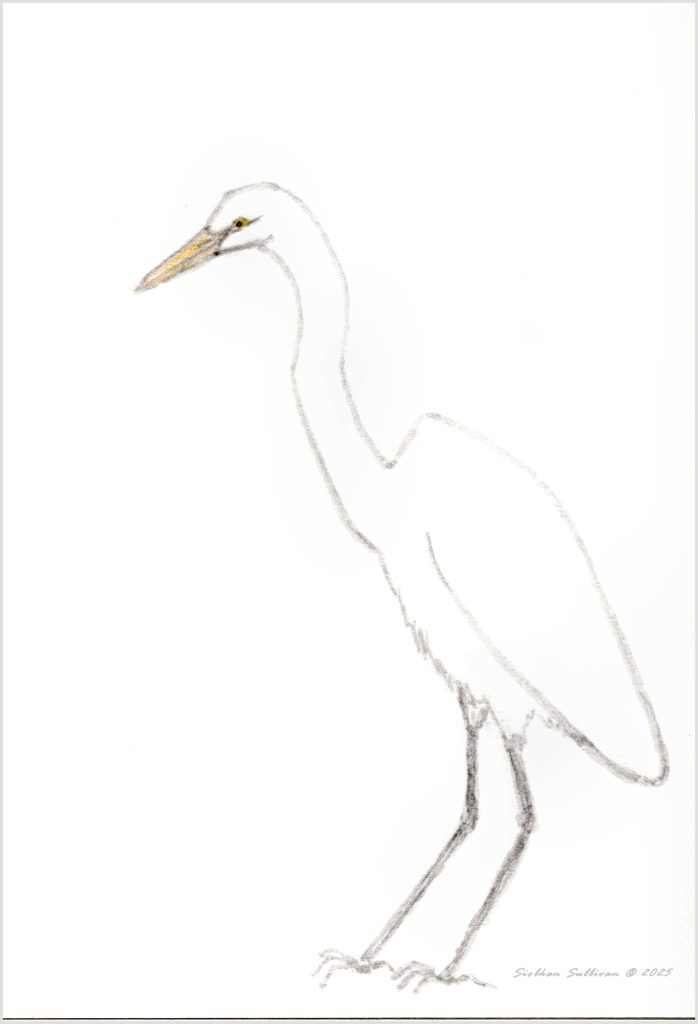 Great Egret drawing & photo: First Friday Art - bend branches