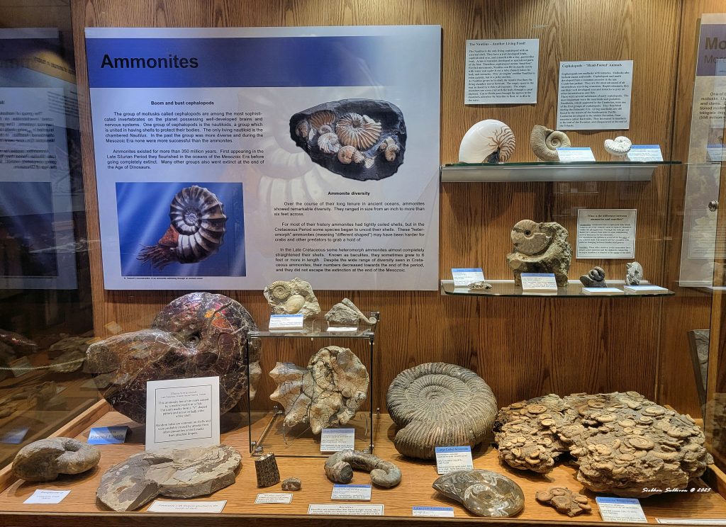 Ammonites at Wyoming Dinosaur Center: WW - bend branches