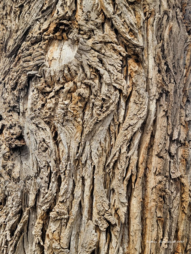 Which tree's bark?: Thursday Tree Love - bend branches