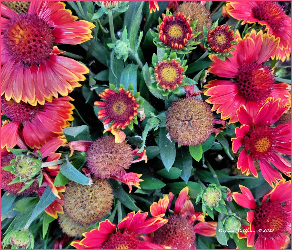 Red blanket flowers haiku: FOTD & FF - bend branches