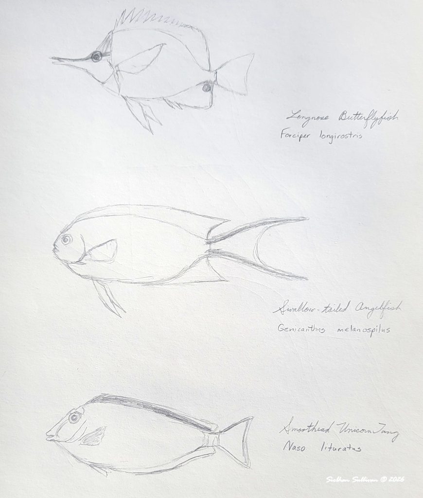 3 fish 3 ways: First Friday Art - bend branches